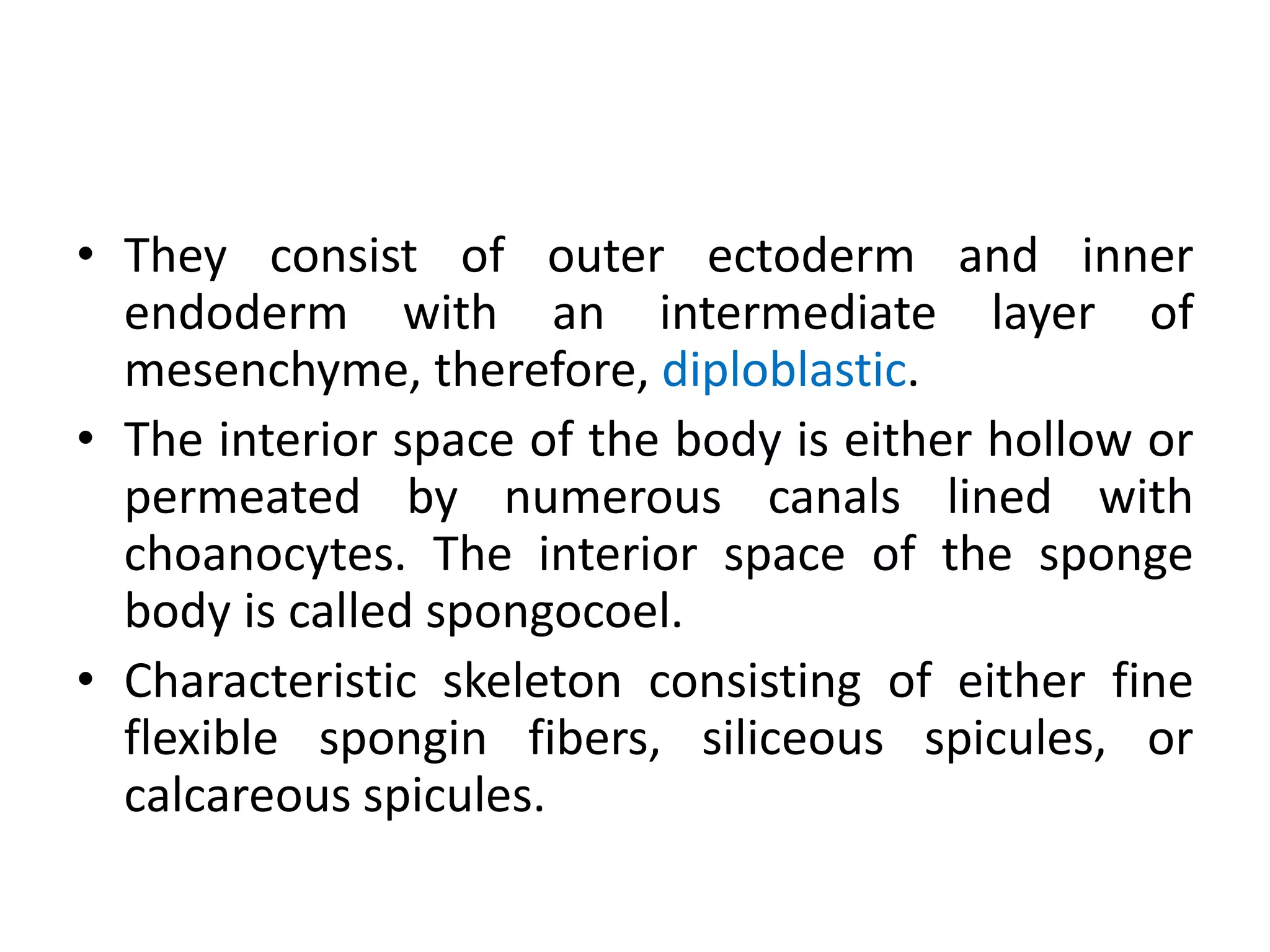 Phylum Porifera.pptx