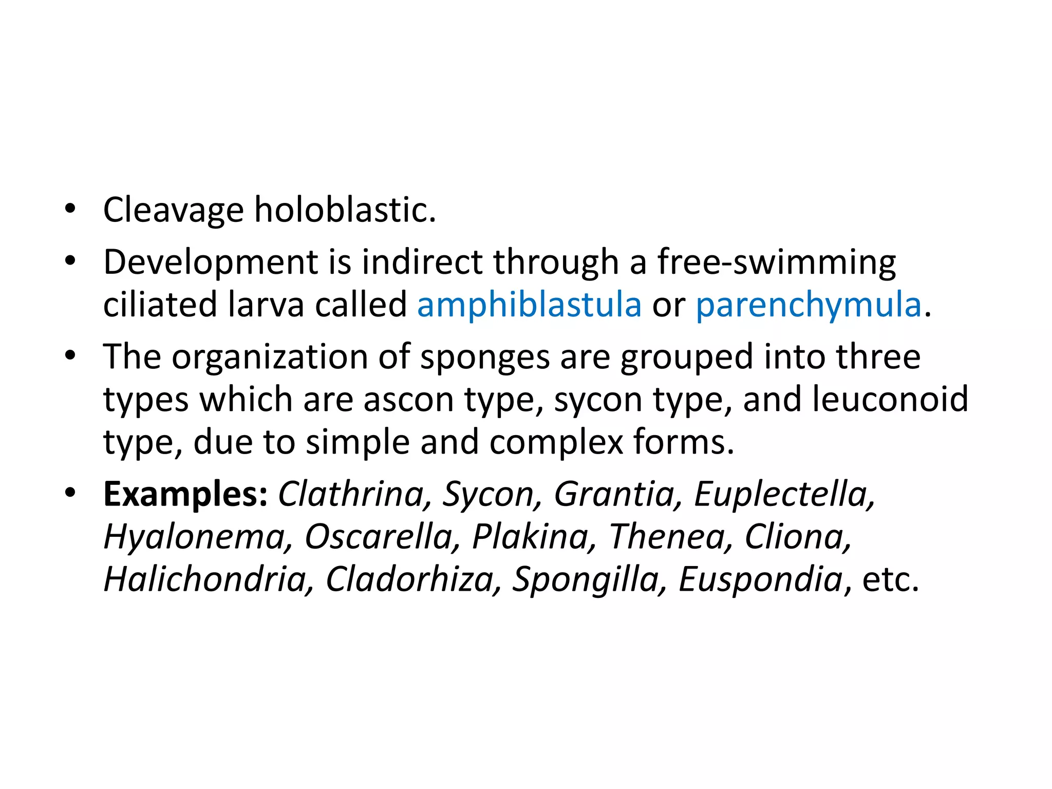 Phylum Porifera.pptx