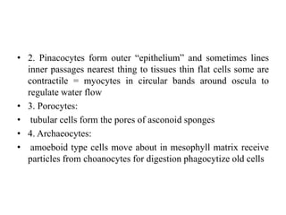 Phylum Porifera.pptx