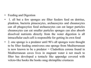 Phylum Porifera.pptx