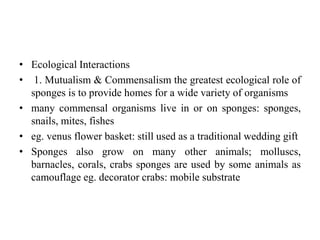 Phylum Porifera.pptx