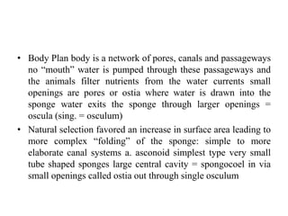 Phylum Porifera.pptx