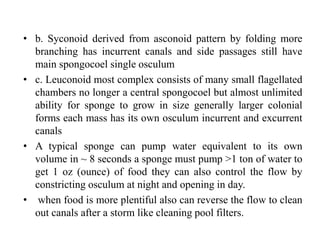 Phylum Porifera.pptx