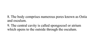 PHYLUM PORIFERA AND IT'S CHARACTERISTICS | PPTX