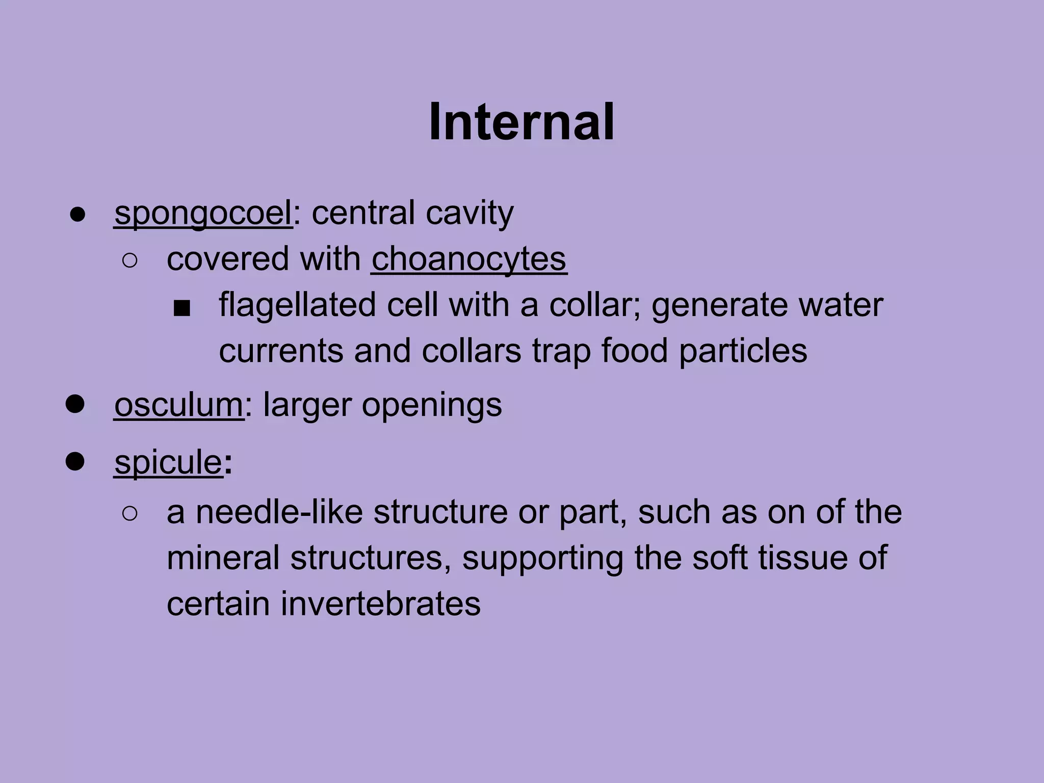 Phylum Porifera | PPT