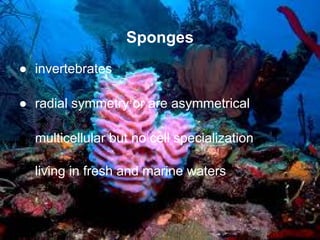 Phylum Porifera | PPT