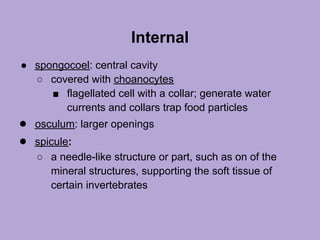 Phylum Porifera | PPT