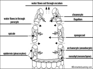 Phylum Porifera | PPT