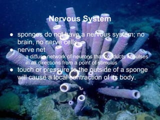 Phylum Porifera | PPT