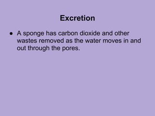 Phylum Porifera | PPT