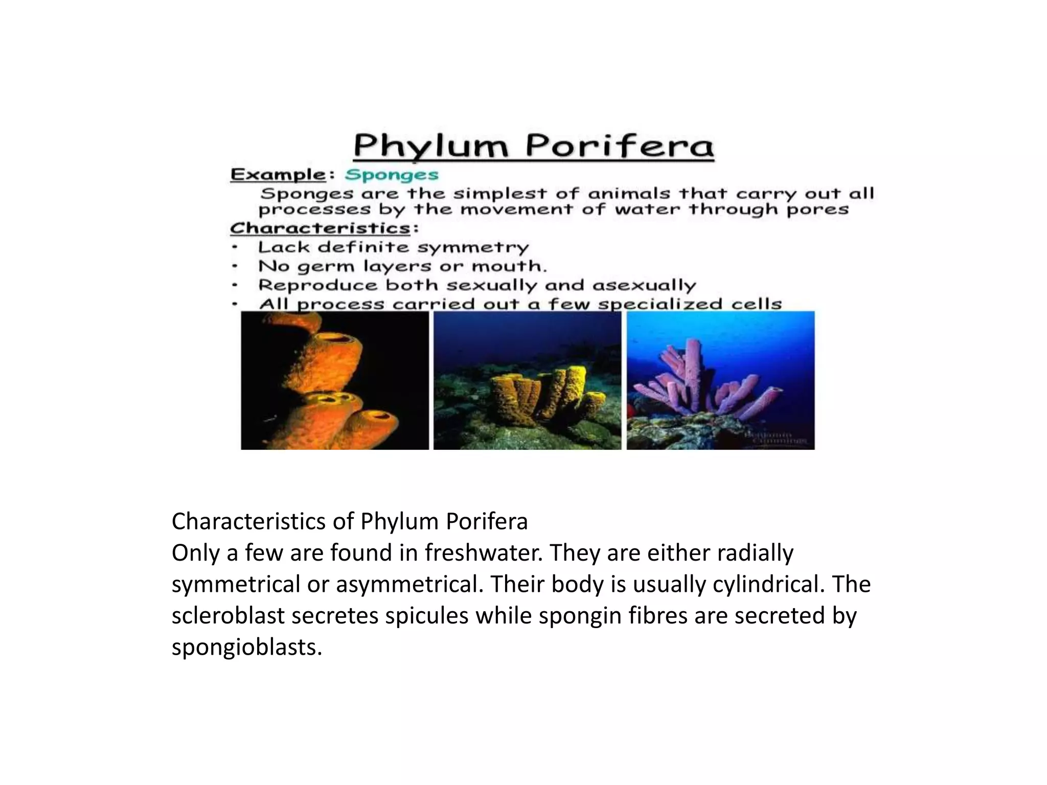 PhylumPorifera2.pptx
