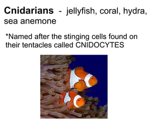 Phylum_Porifera_Cnidaria.ppt