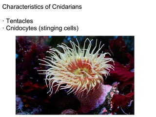 Phylum_Porifera_Cnidaria.ppt