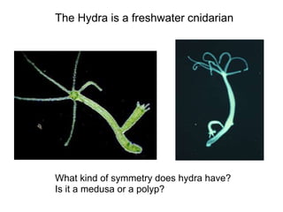 Phylum_Porifera_Cnidaria.ppt