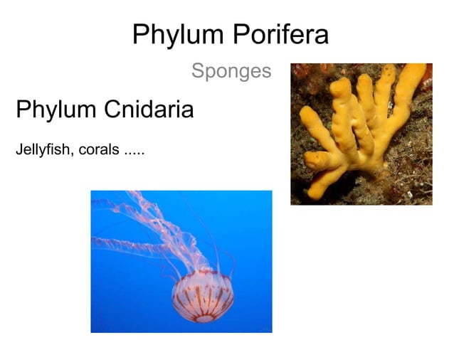 Phylum_Porifera_Cnidaria.ppt