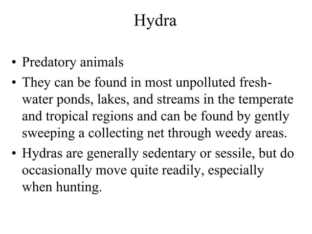 Phylum_Porifera_Cnidaria.ppt