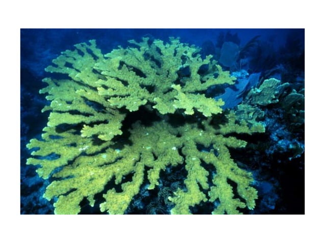 Phylum_Porifera_Cnidaria.ppt