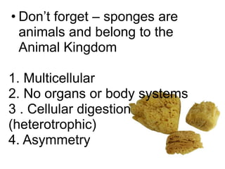 Phylum_Porifera_Cnidaria.ppt