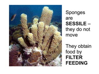 Phylum_Porifera_Cnidaria.ppt