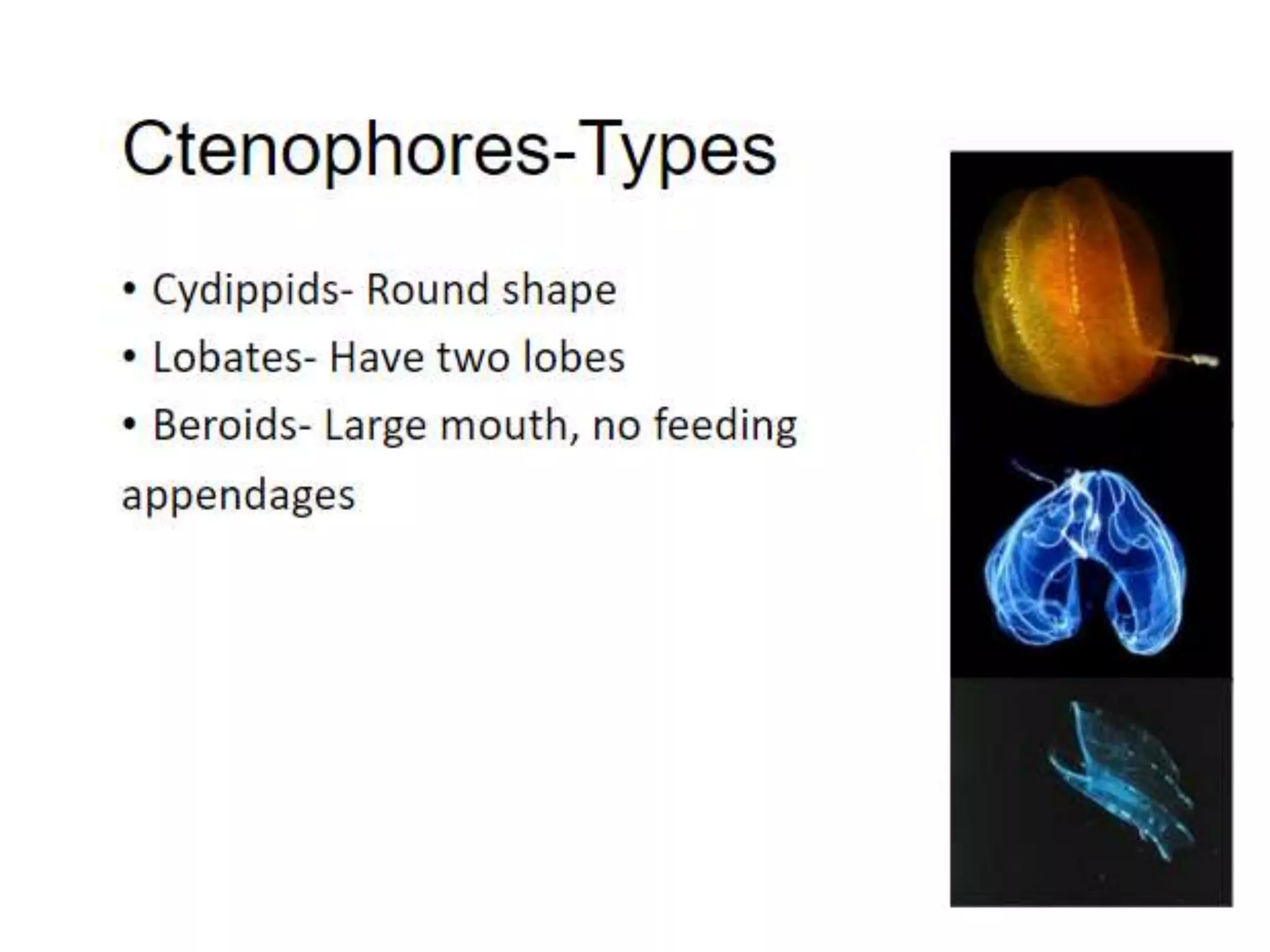 Phylum Porifera, Cnidaria & Ctenophores | PPTX