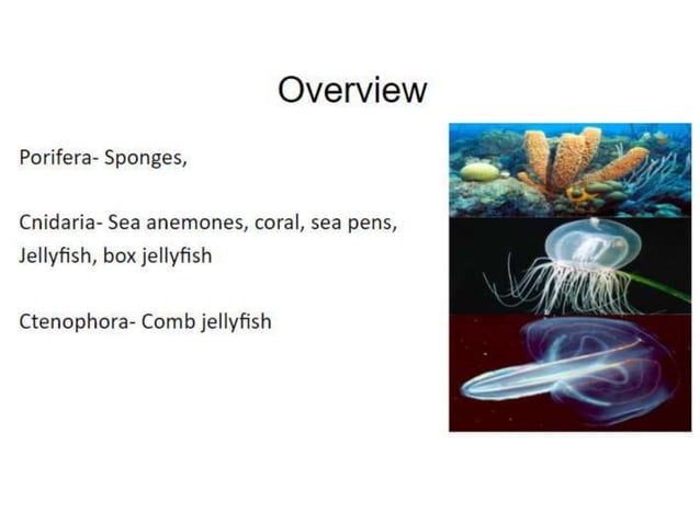 Phylum Porifera, Cnidaria & Ctenophores | PPT