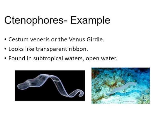 Phylum Porifera, Cnidaria & Ctenophores | PPT