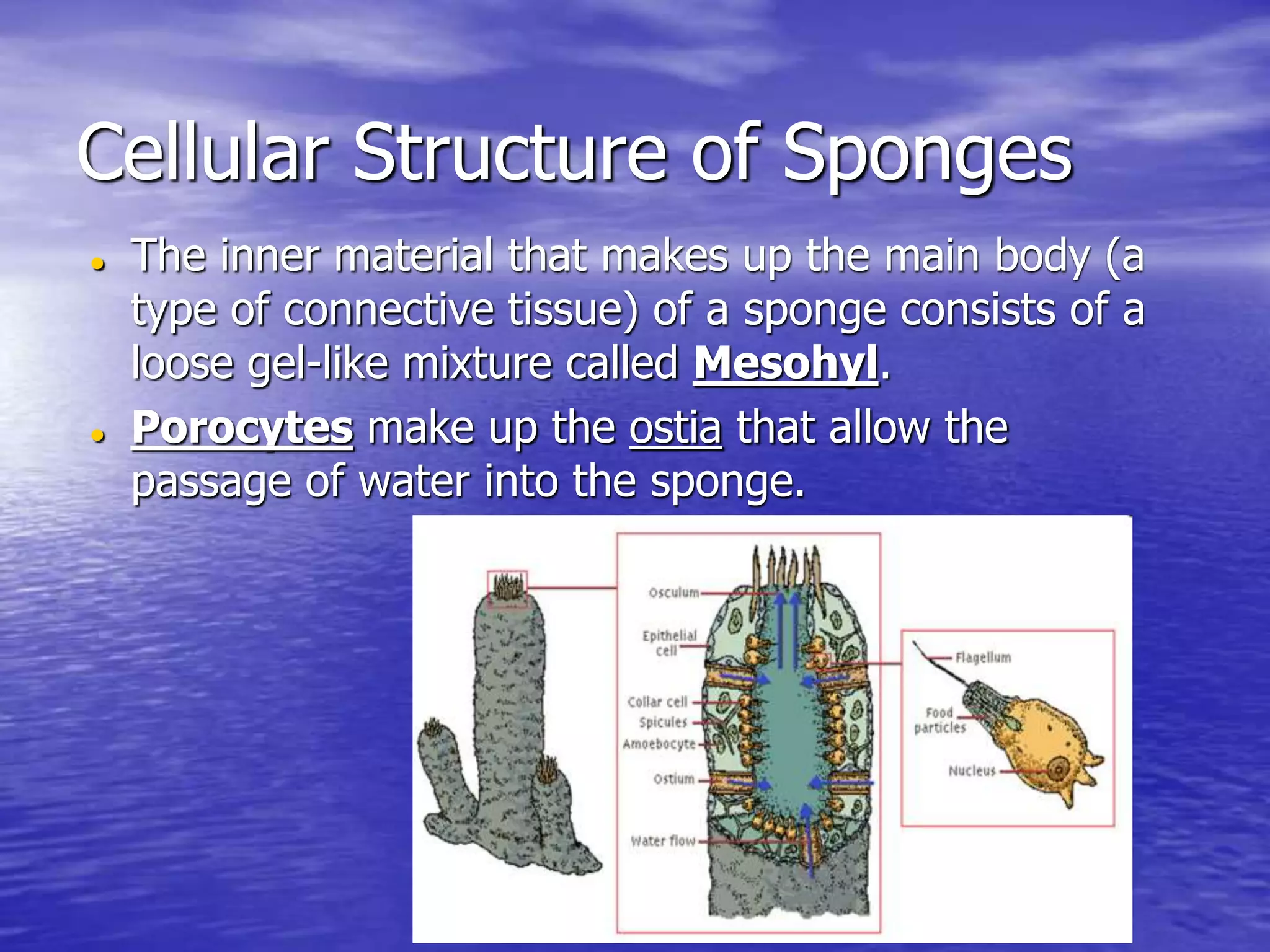 phylum porifera | PPT