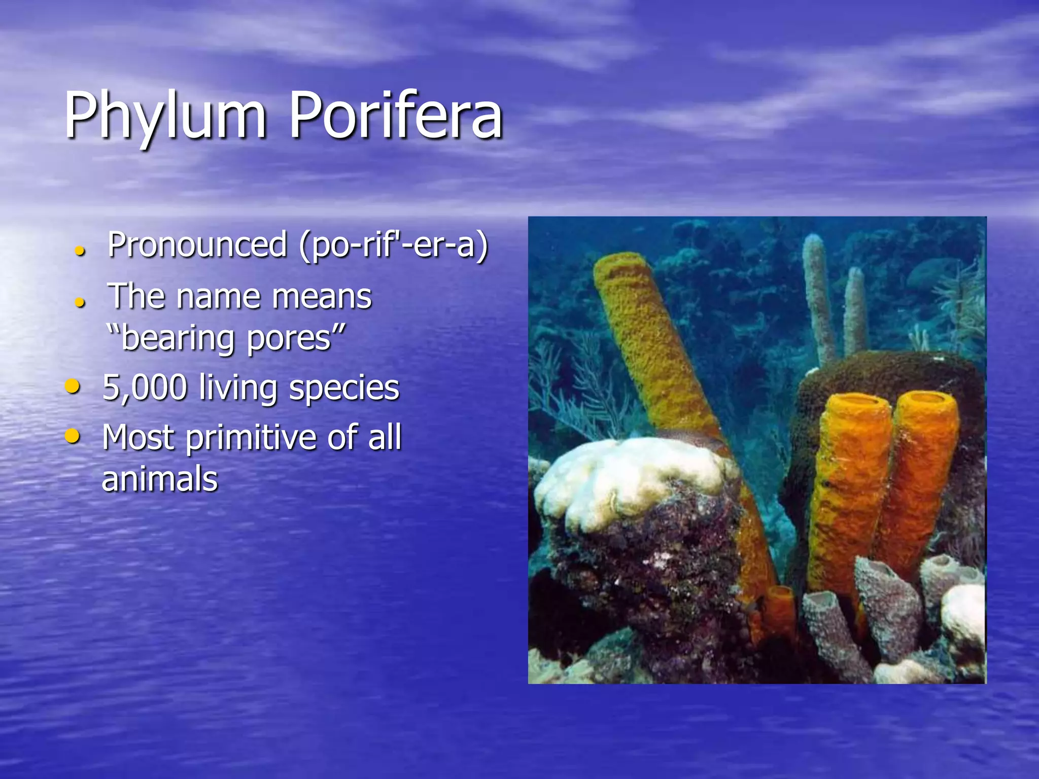 phylum porifera | PPT