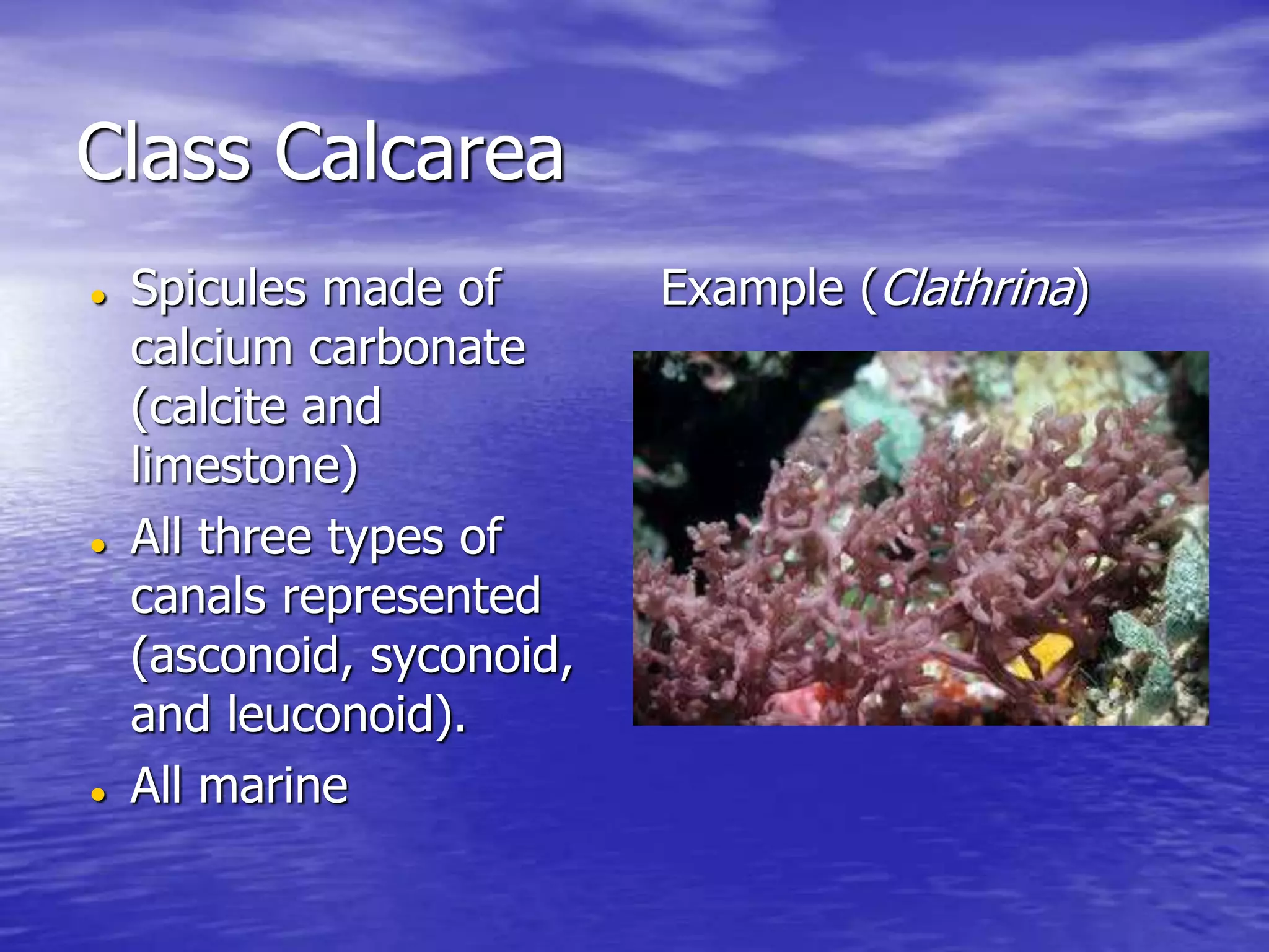phylum porifera | PPT