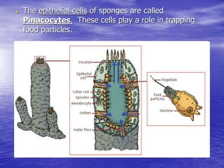 phylum porifera | PPT