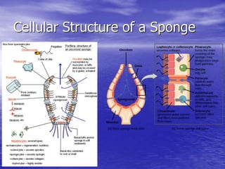 phylum porifera | PPT