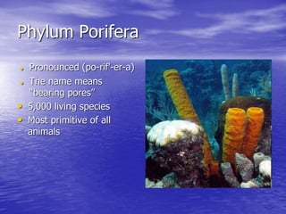 Phylum Porifera