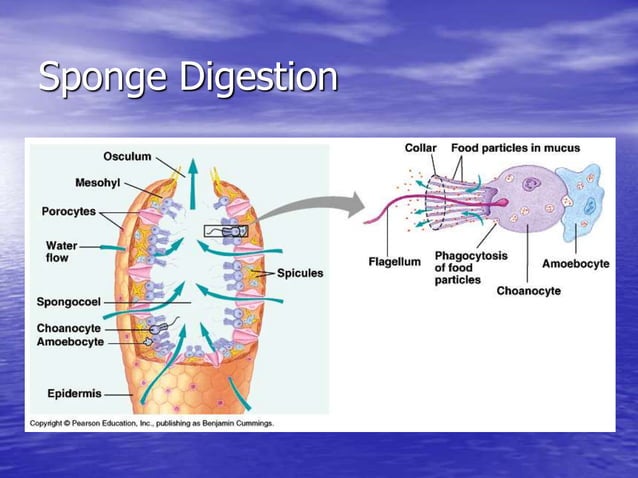 phylum porifera | PPT | Biological Sciences | Science
