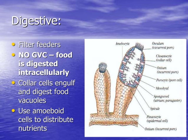 phylum porifera | PPT | Biological Sciences | Science