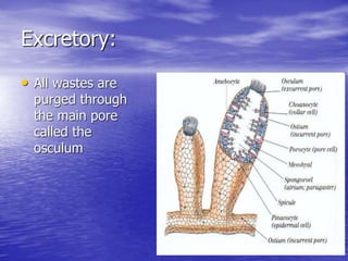 phylum porifera | PPT