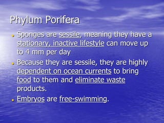 phylum porifera | PPT