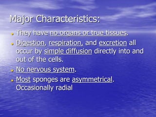 phylum porifera | PPT