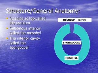 phylum porifera | PPT