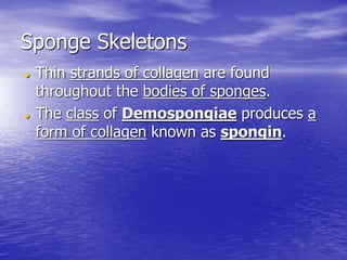 phylum porifera | PPT