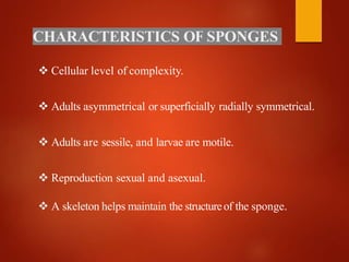PHYLUM PORIFERA PHYLUM COELENTERATA AND PHYLUM ECHINODERMATA.pptx