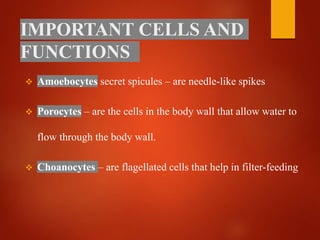 PHYLUM PORIFERA PHYLUM COELENTERATA AND PHYLUM ECHINODERMATA.pptx