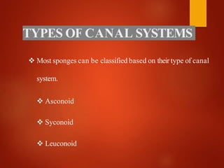PHYLUM PORIFERA PHYLUM COELENTERATA AND PHYLUM ECHINODERMATA.pptx
