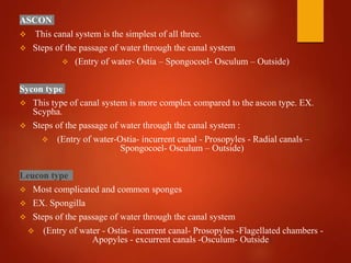 PHYLUM PORIFERA PHYLUM COELENTERATA AND PHYLUM ECHINODERMATA.pptx