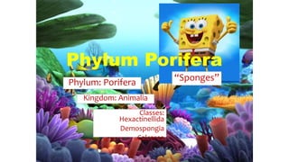 Phylum porifera presentation | PPTX
