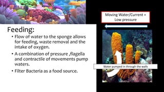 Phylum porifera presentation | PPTX