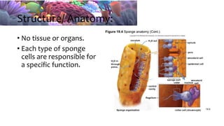 Phylum porifera presentation | PPTX