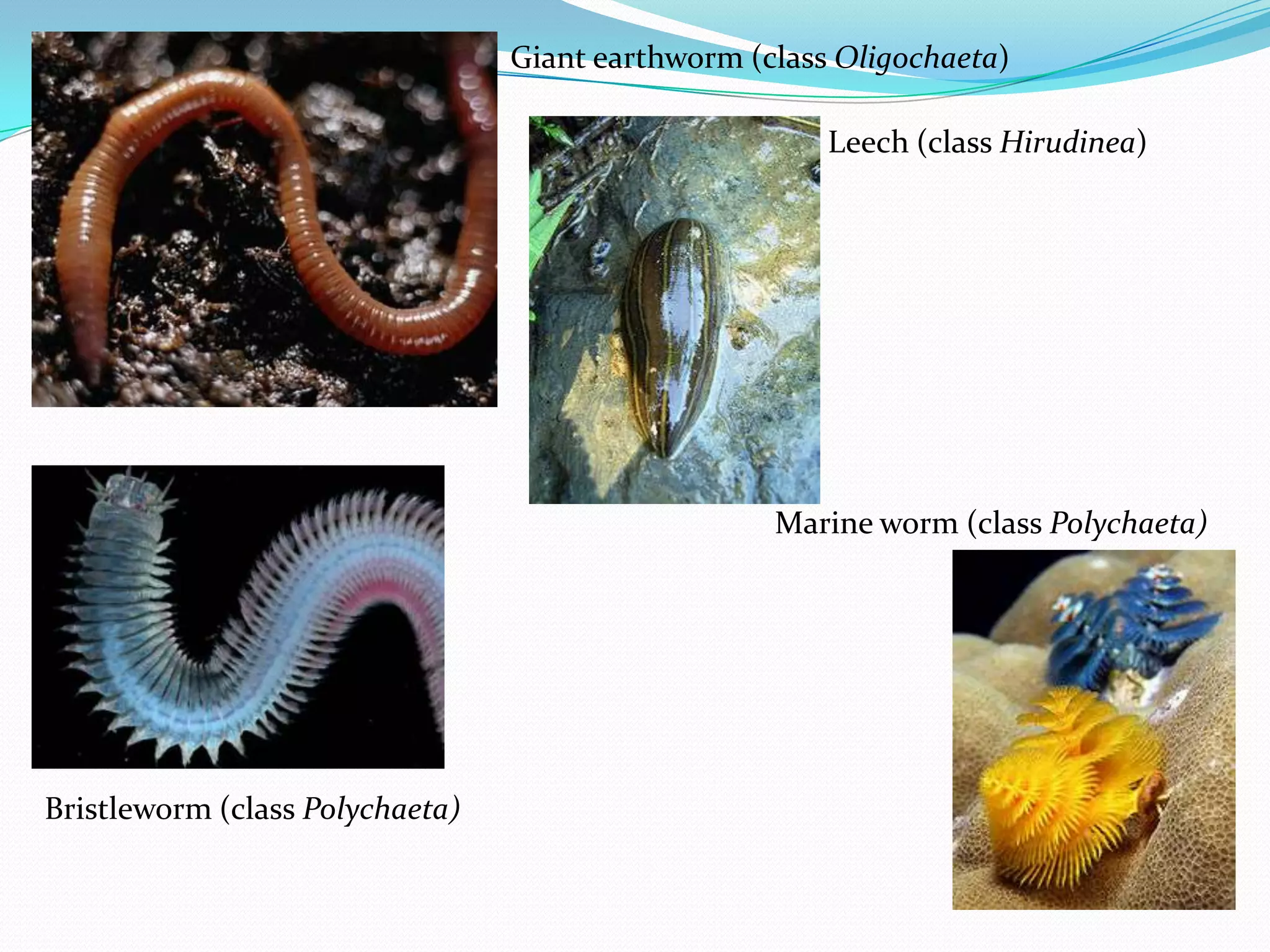 Phylum Presentation Annelida | PPTX
