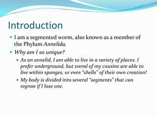 Phylum Presentation Annelida | PPTX