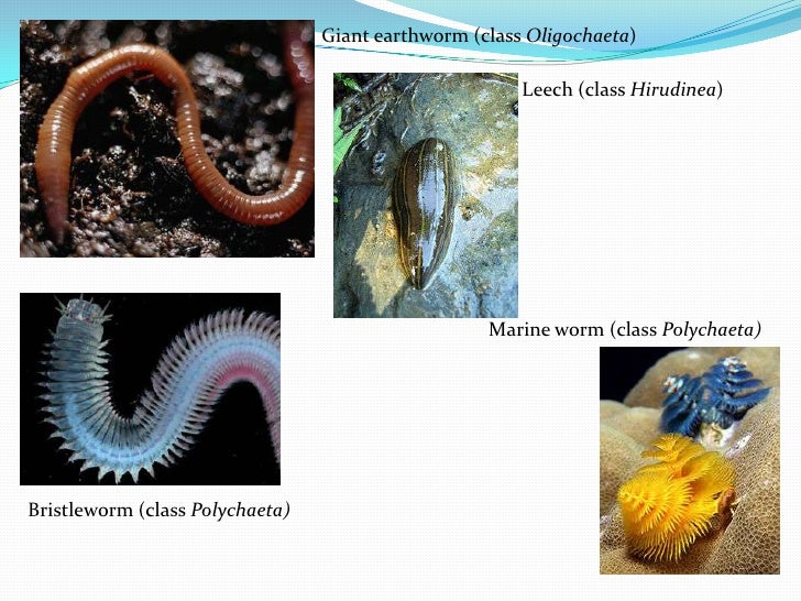 Phylum Presentation Annelida