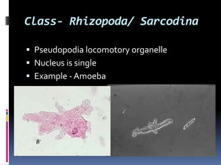Phylum protozoa | PPTX